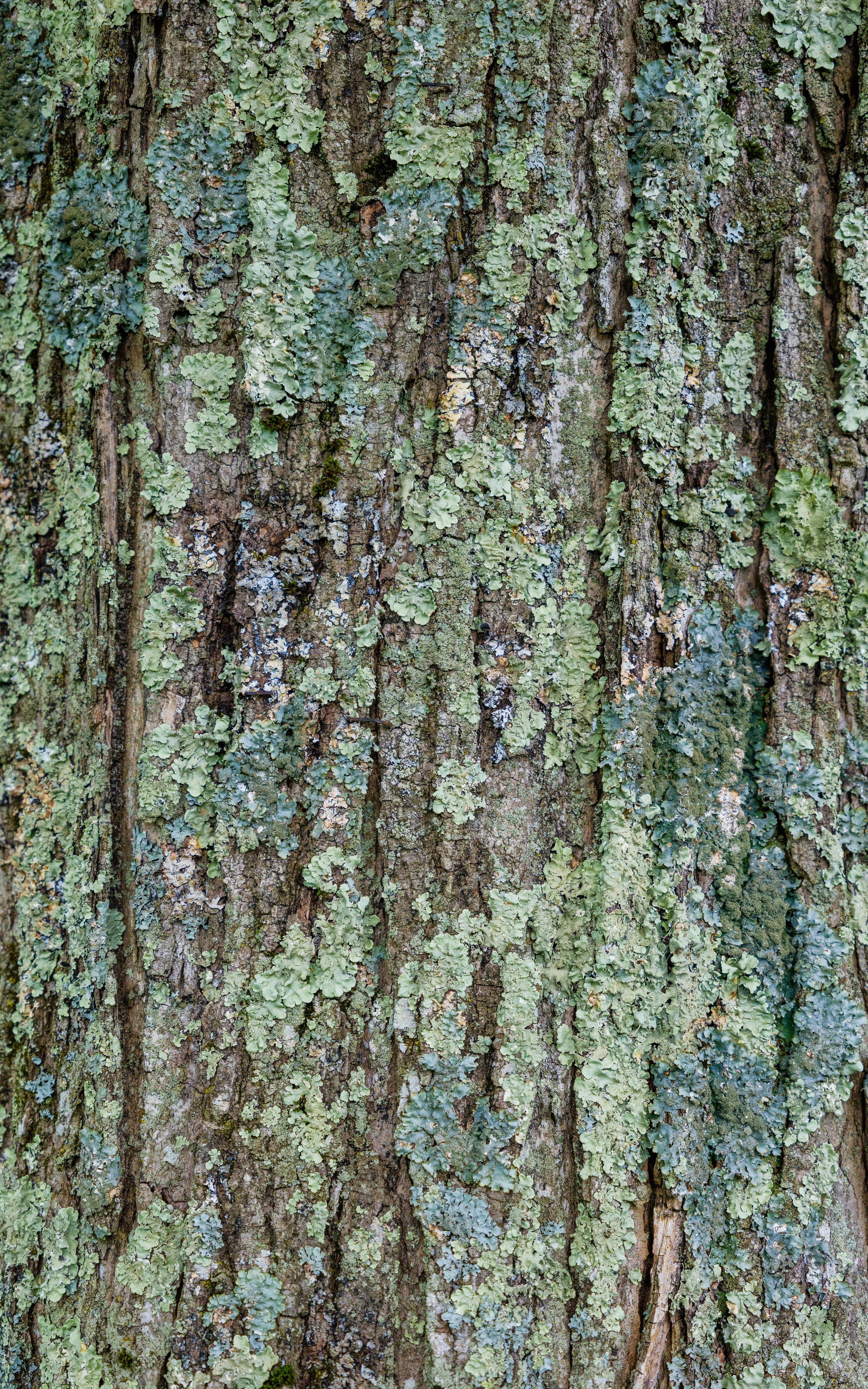 Laurie Lambrecht | Bark/Cloth – Planthouse